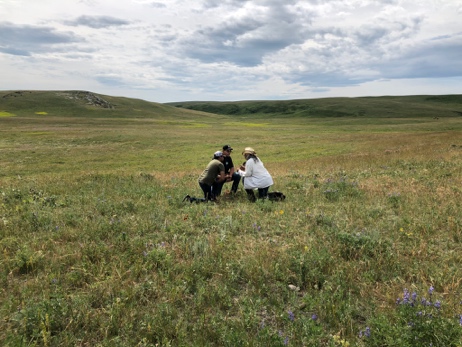 Restoration of Kainai Native Grassland and Traditional Plant ...