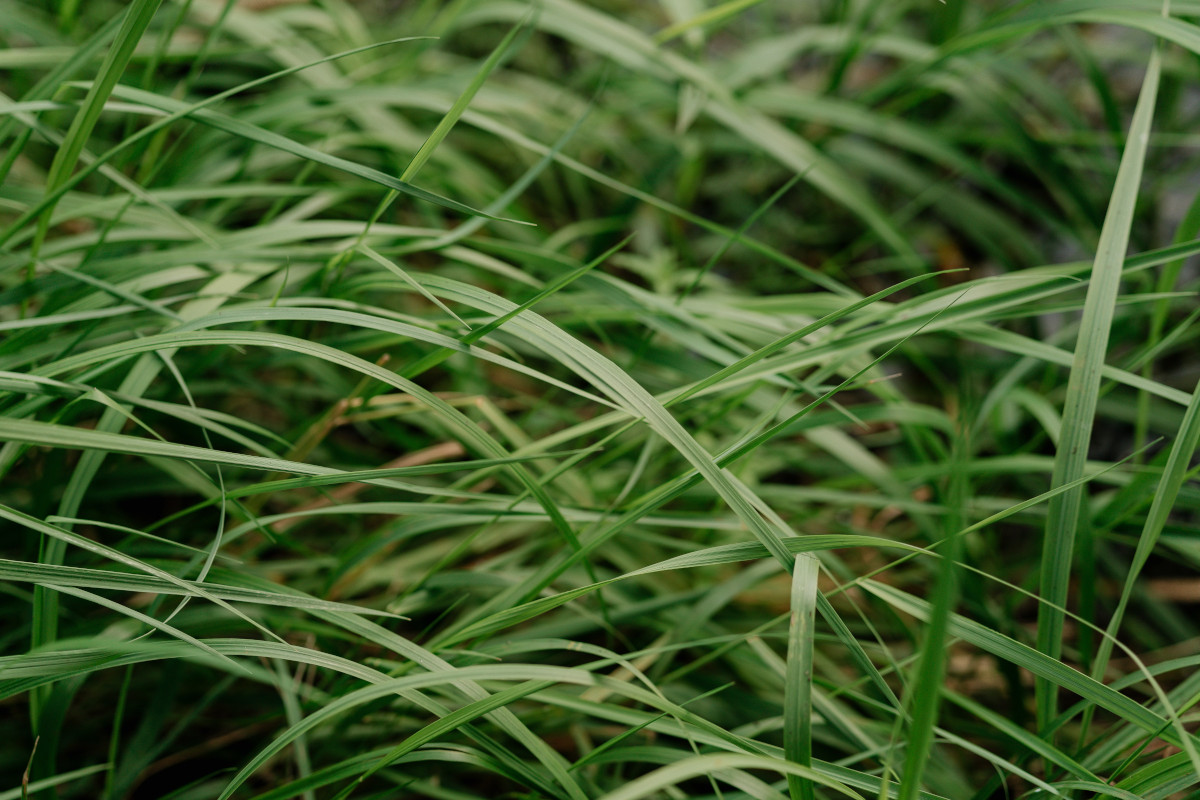 Partnering to Explore the Potential of Sweetgrass to Sequester Carbon ...